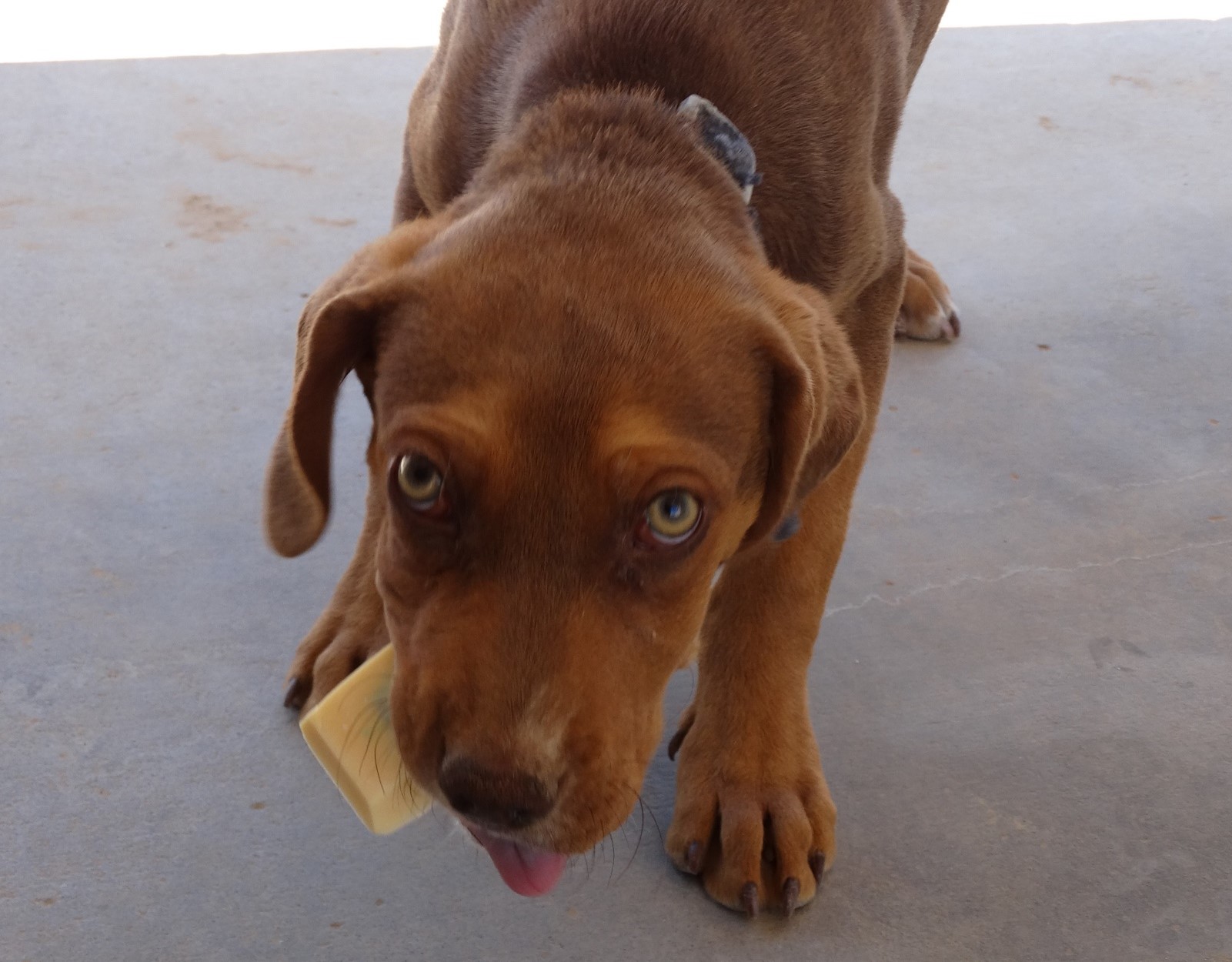 Oral vaccination of dogs against rabies: Recommendations for field ...